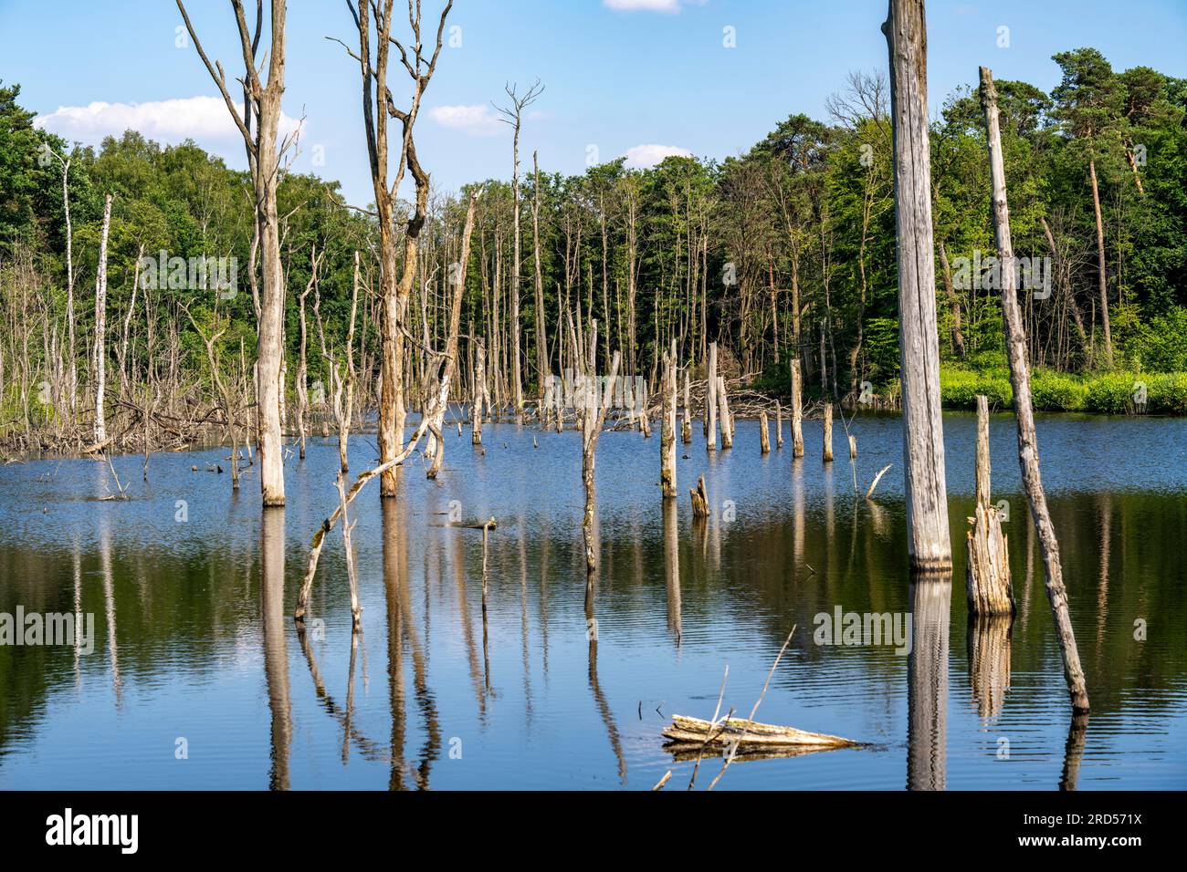 The Pfingstsee in the Kirchheller Heide, near the Heidhof, in the ...
