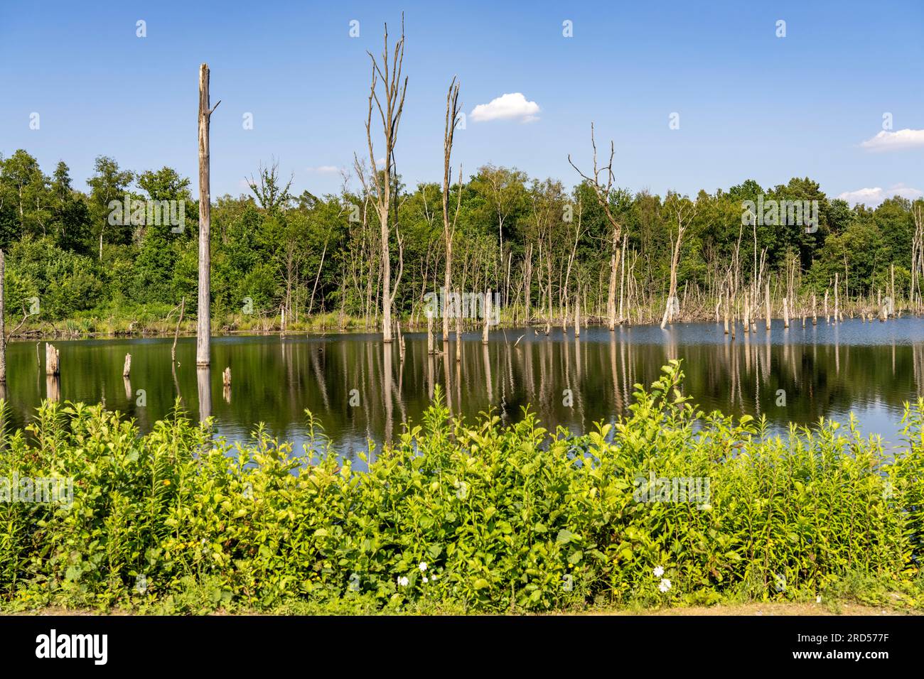 The Pfingstsee in the Kirchheller Heide, near the Heidhof, in the ...