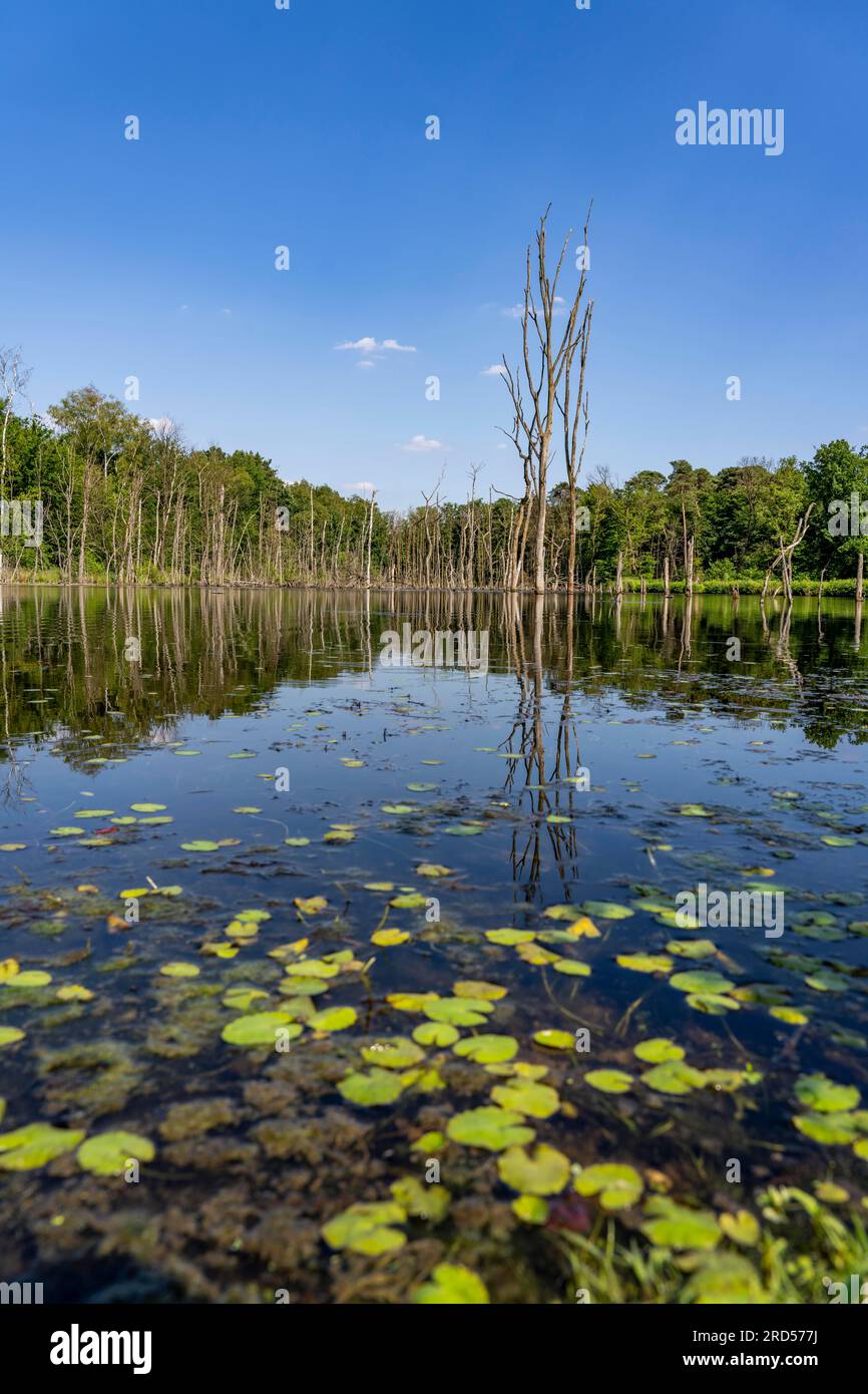 The Pfingstsee in the Kirchheller Heide, near the Heidhof, in the ...