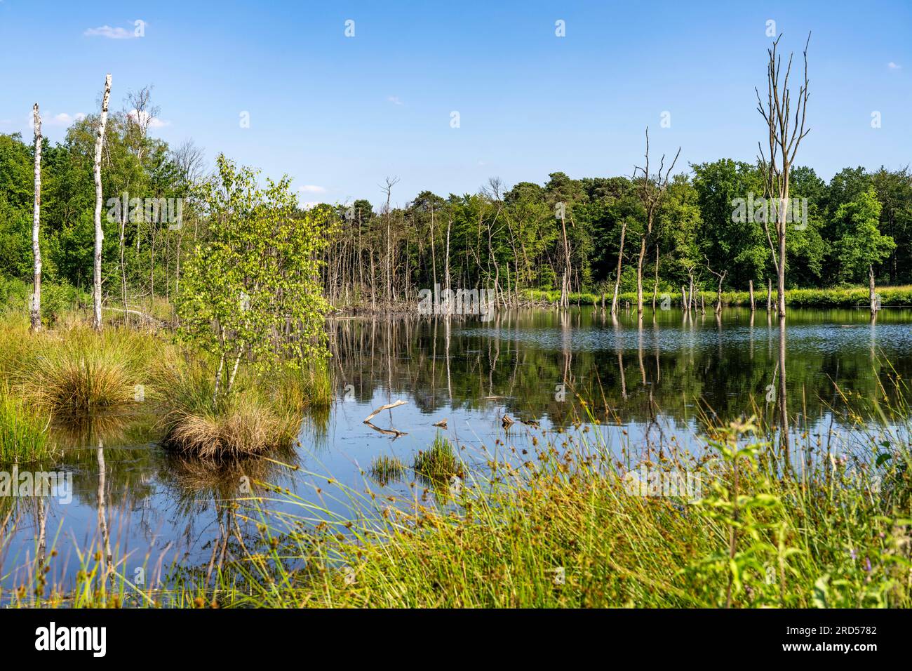 The Pfingstsee in the Kirchheller Heide, near the Heidhof, in the ...