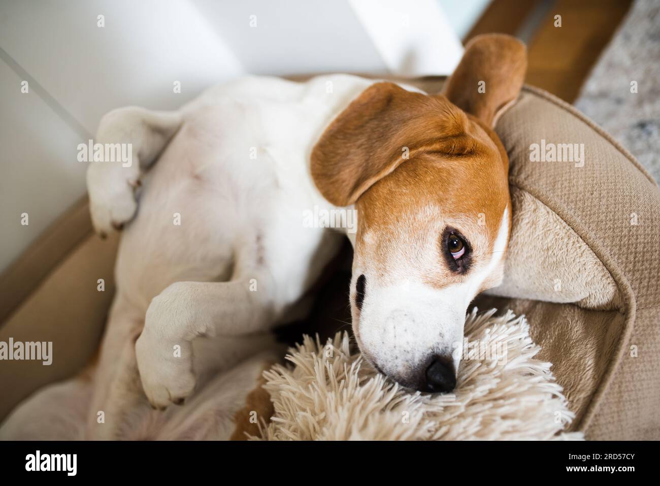 Beagle dog tired sleeps on a couch indoors. Bright sunny interior ...