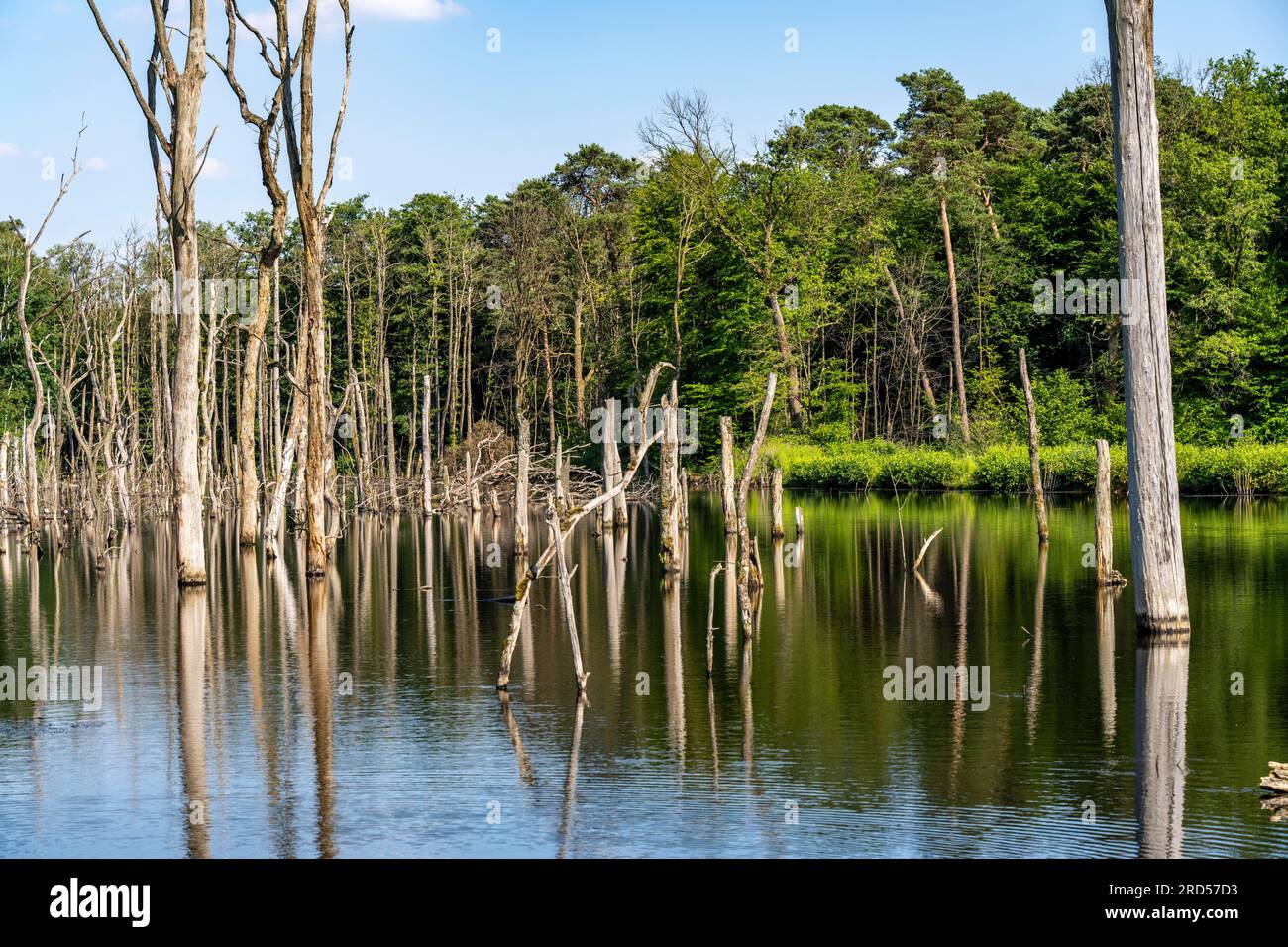 The Pfingstsee in the Kirchheller Heide, near the Heidhof, in the ...