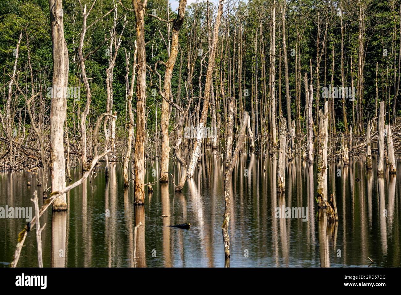 The Pfingstsee in the Kirchheller Heide, near the Heidhof, in the ...