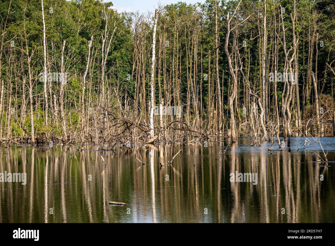 The Pfingstsee in the Kirchheller Heide, near the Heidhof, in the ...