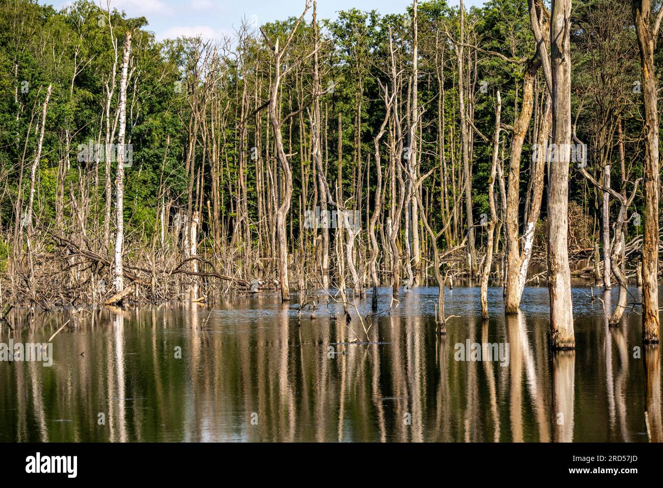 The Pfingstsee in the Kirchheller Heide, near the Heidhof, in the ...