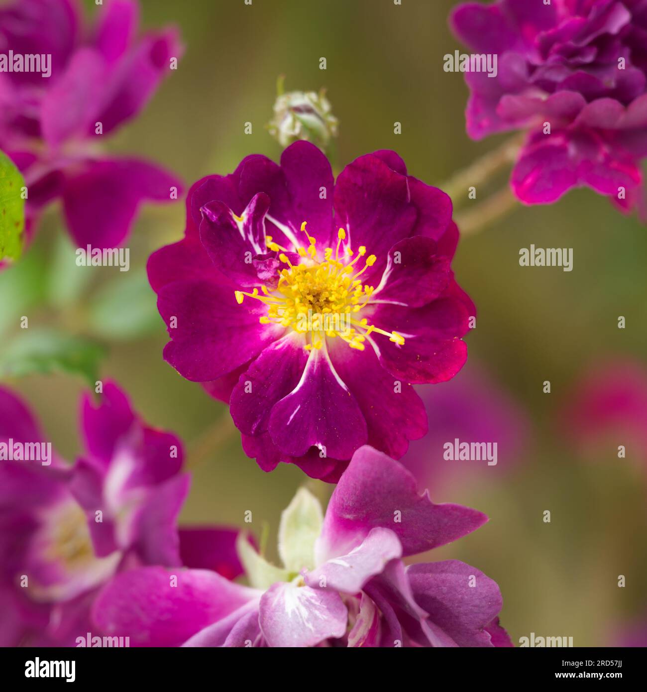 Purple red single summer rose flowers of Rosa Violette in UK garden ...