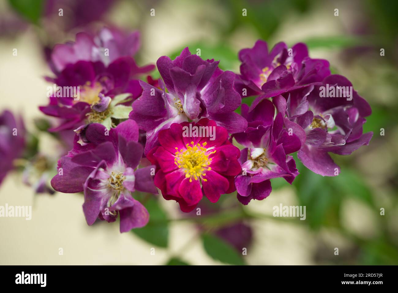 Purple rose garden hi-res stock photography and images - Alamy