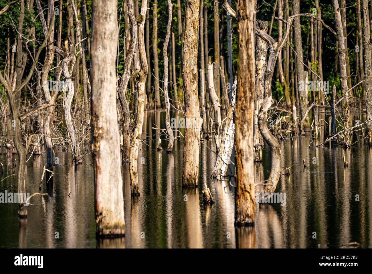 The Pfingstsee in the Kirchheller Heide, near the Heidhof, in the ...