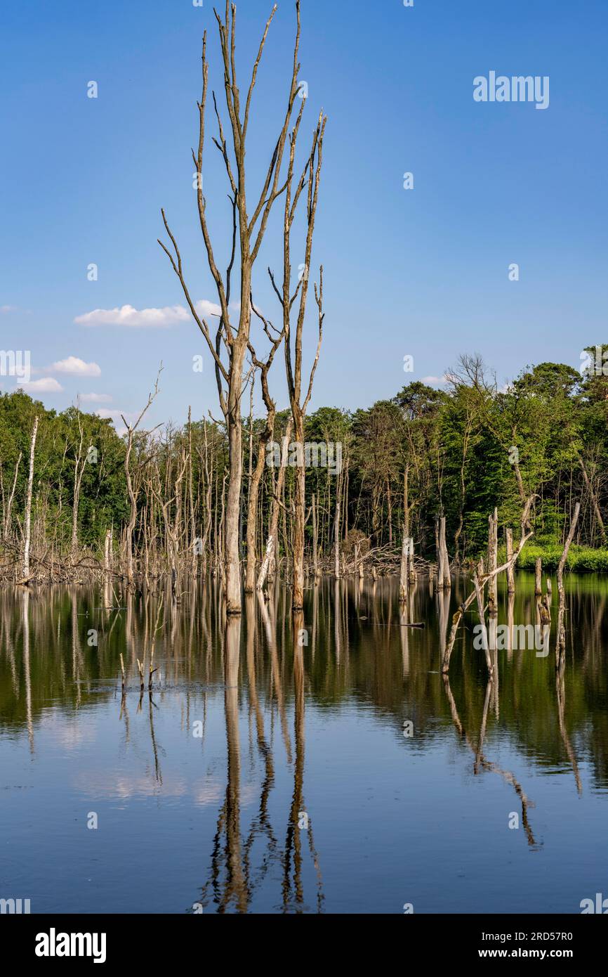 The Pfingstsee in the Kirchheller Heide, near the Heidhof, in the ...