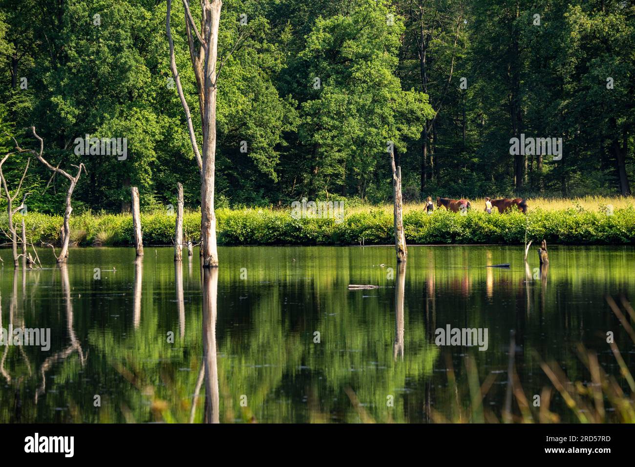 The Pfingstsee in the Kirchheller Heide, near the Heidhof, in the ...