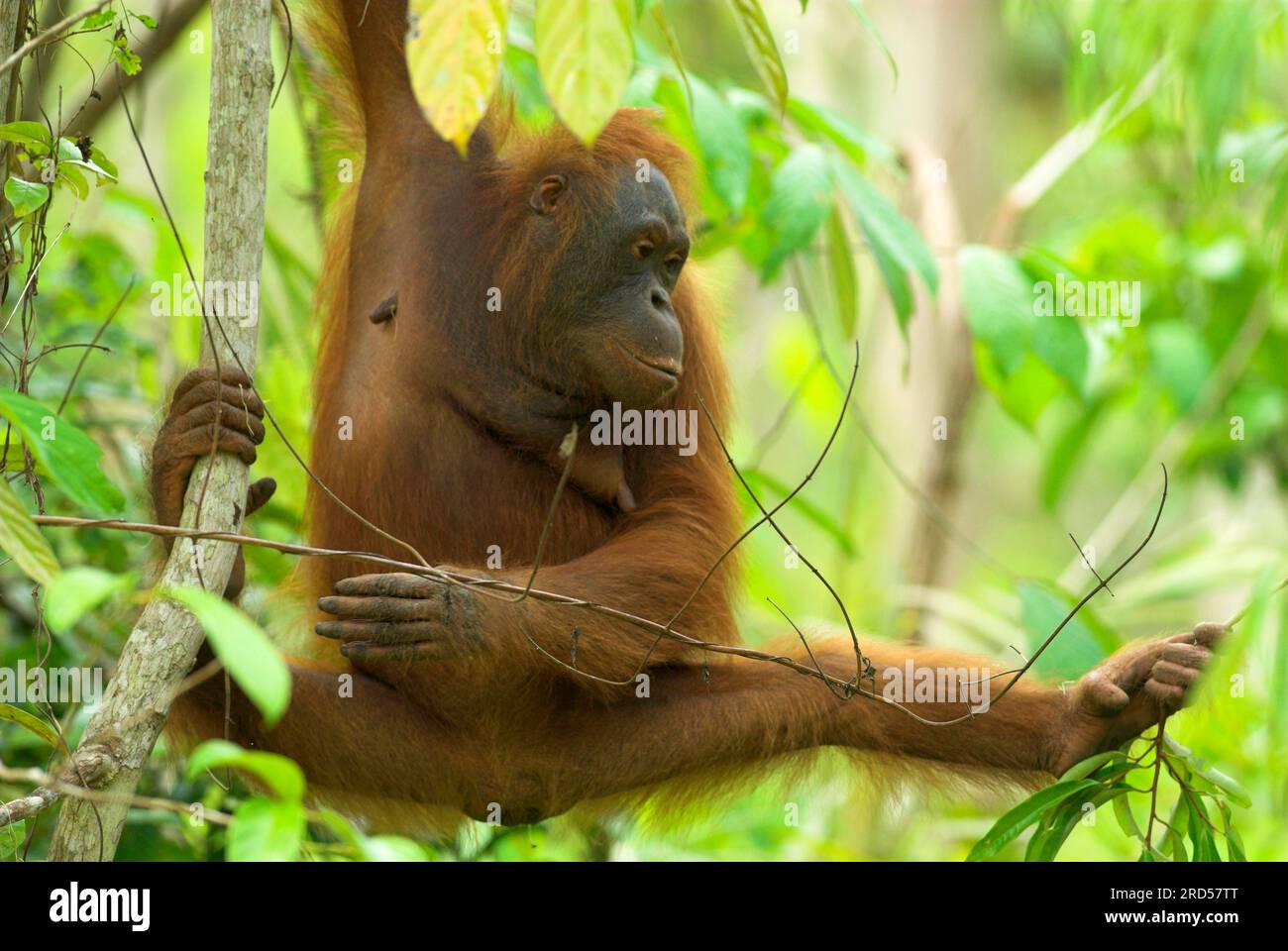 Bornean orangutan, female, Kalimantan, Borneo (Pongo pygmaeus pygmaeus ...