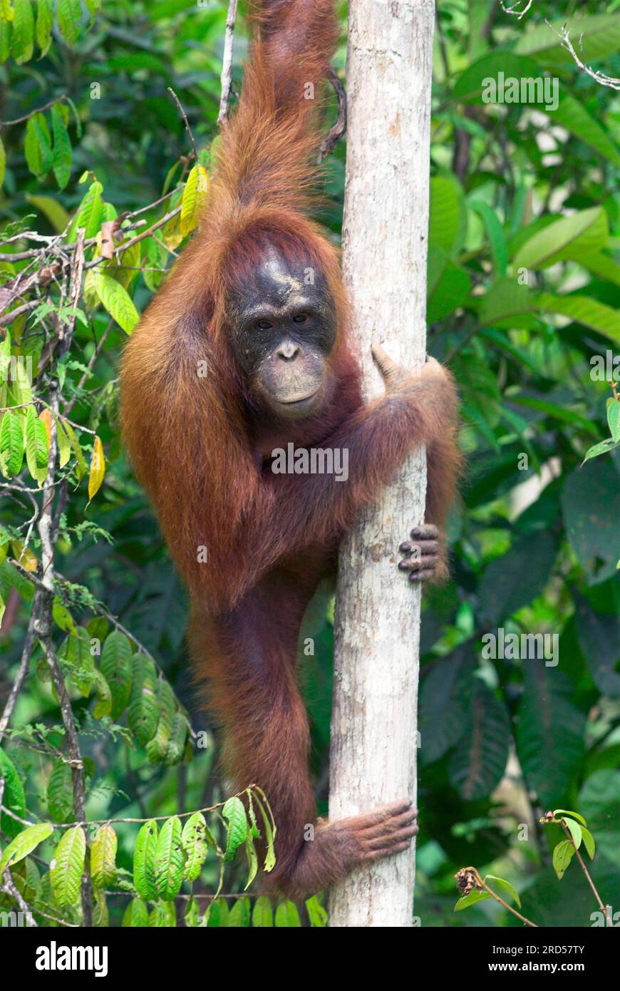 Bornean orangutan, Kalimantan, Borneo (Pongo pygmaeus pygmaeus ...