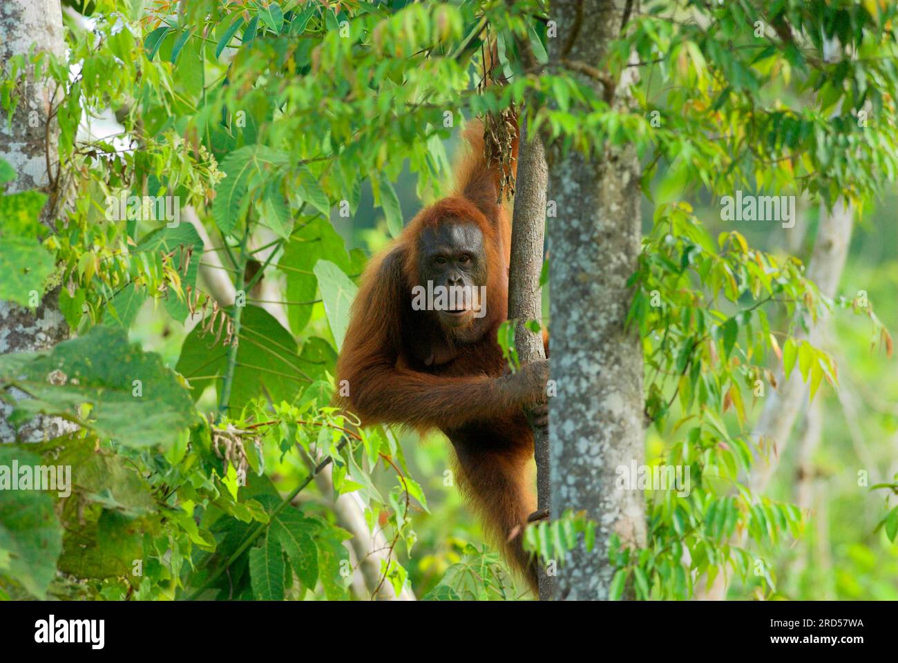 Bornean orangutan, female, Kalimantan, Borneo (Pongo pygmaeus pygmaeus ...