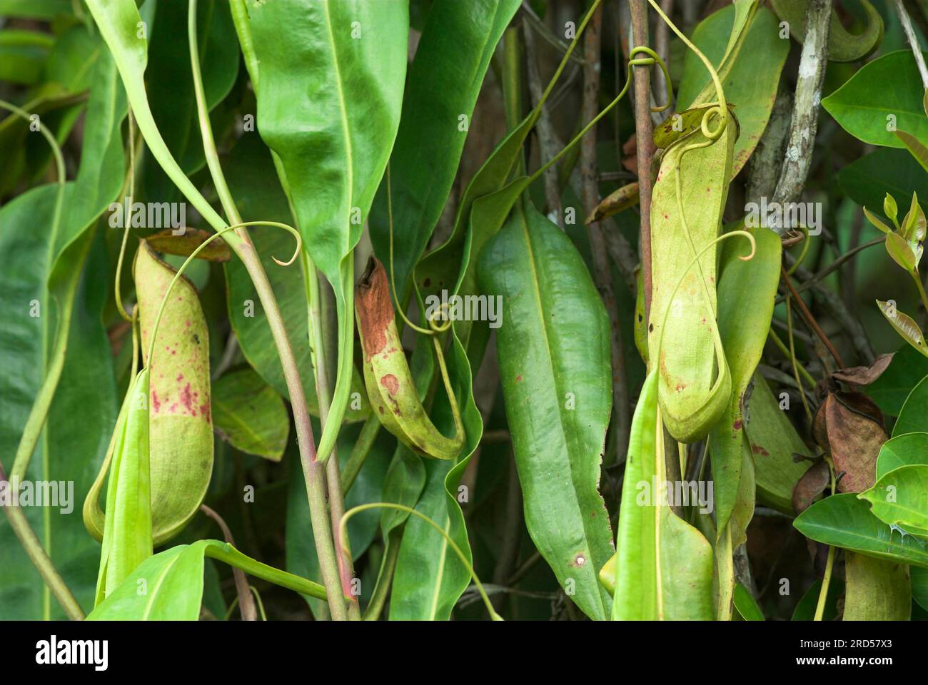 Pitcher plant, Borneo, Pitcher plant family (Nepenthaceae) Indonesia ...