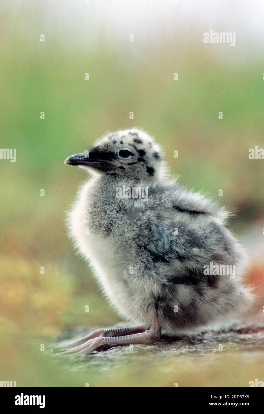 Fledgling black headed gull larus ridibundus hi-res stock photography ...