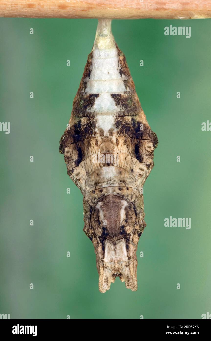 Common mormon chrysalis hi-res stock photography and images - Alamy