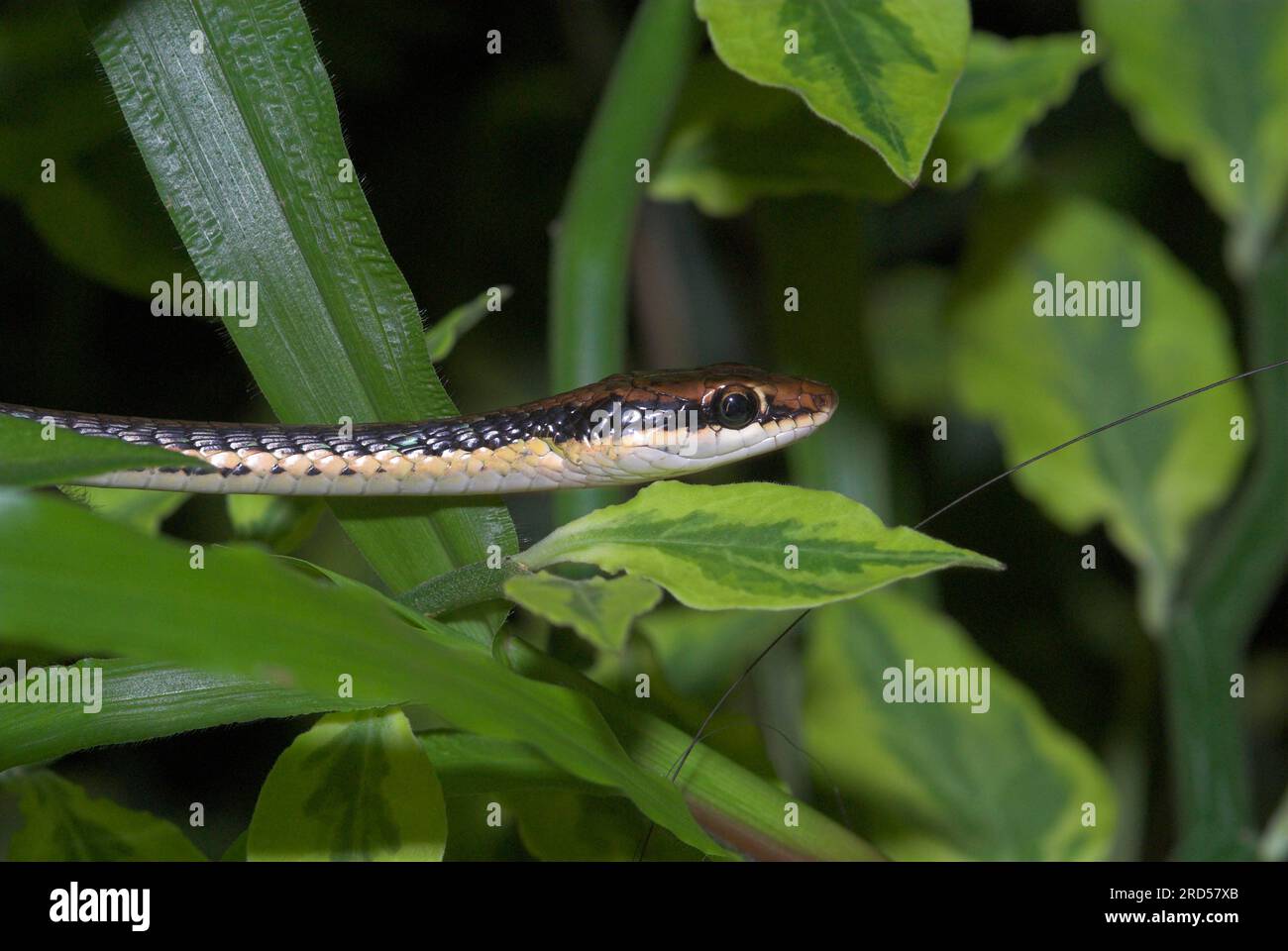 Common bronzeback (Dendrelaphis pictus), Gmelin's bronzeback, Painted ...
