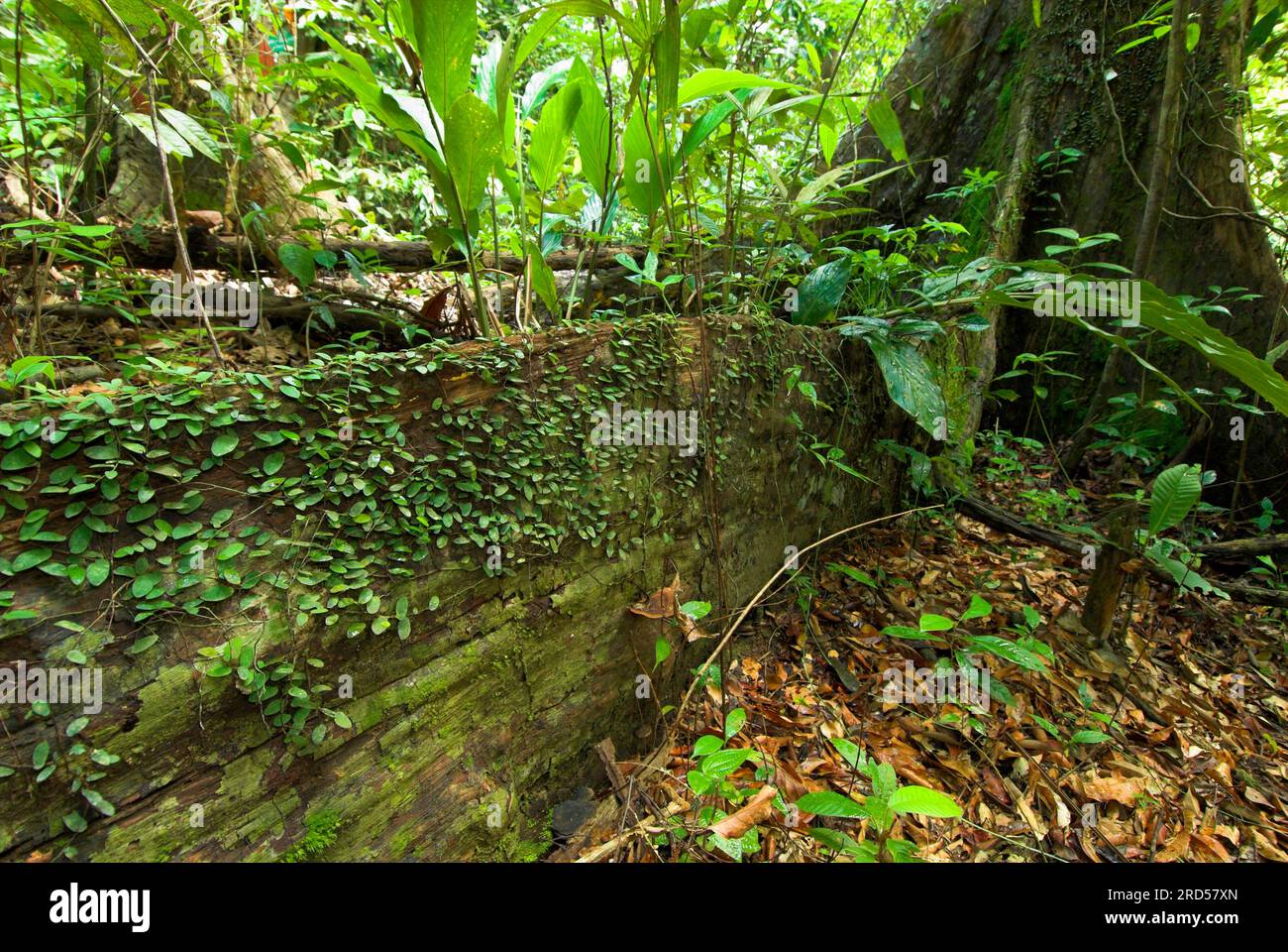 Board root, Borneo, Kalimantan, Meranti tree, Indonesia Stock Photo - Alamy