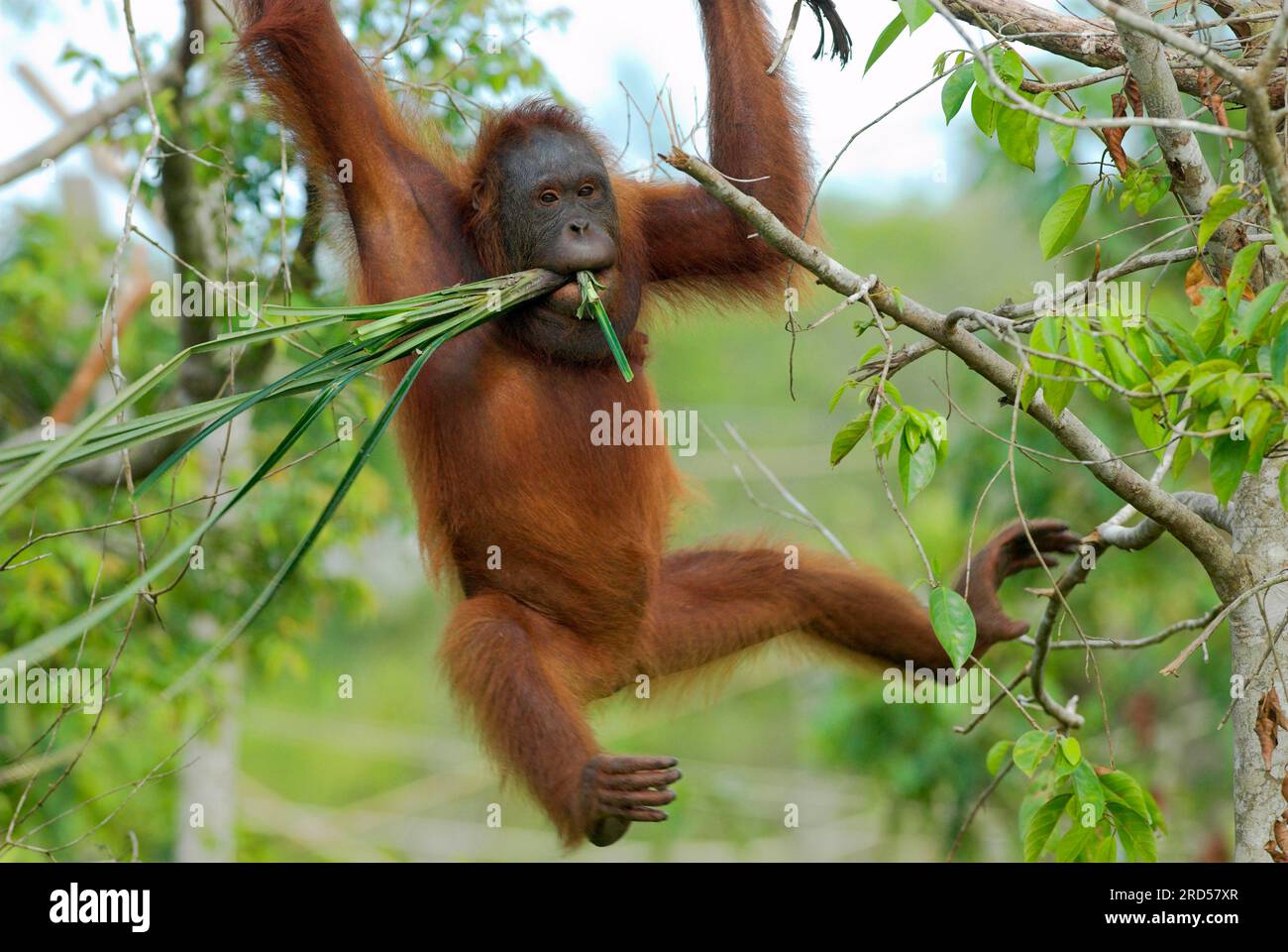 Bornean orangutan, female, Kalimantan, Borneo (Pongo pygmaeus pygmaeus ...