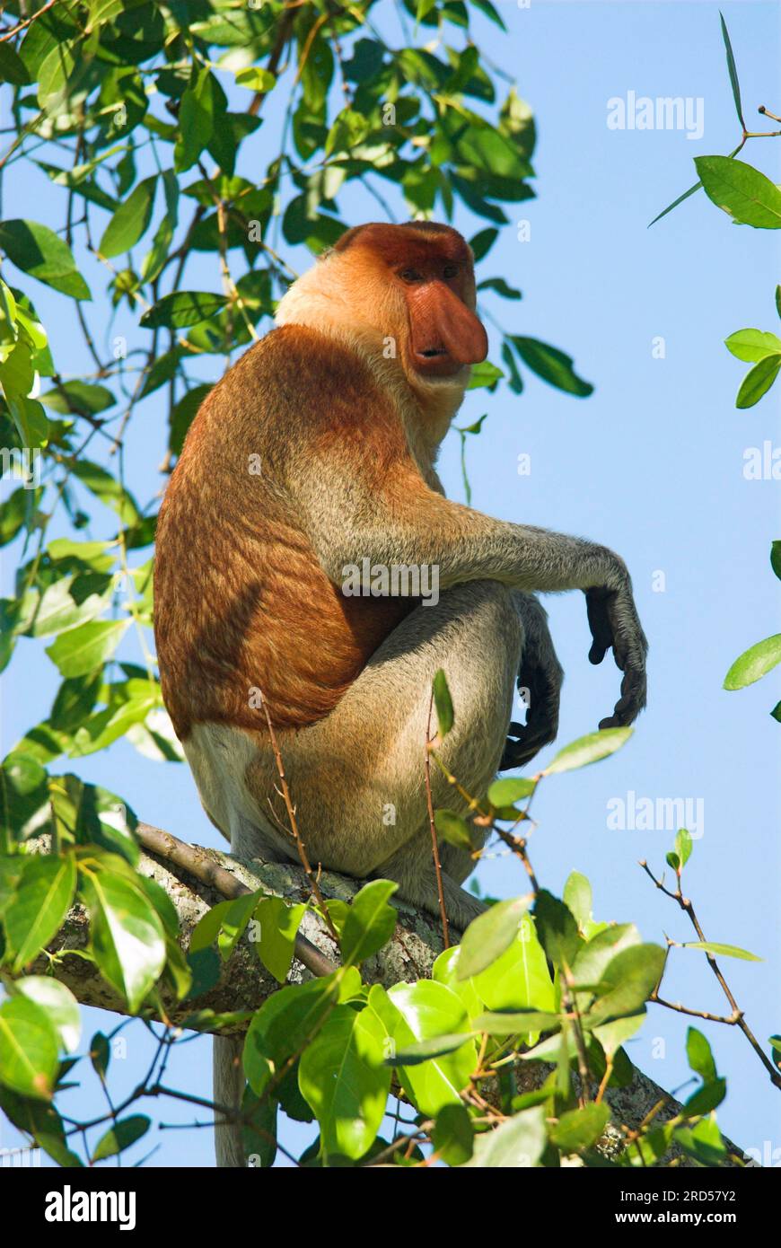 Slender proboscis hi-res stock photography and images - Alamy