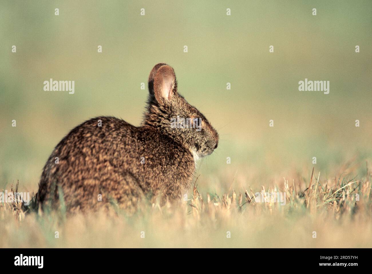 Sylvilagus Palustris