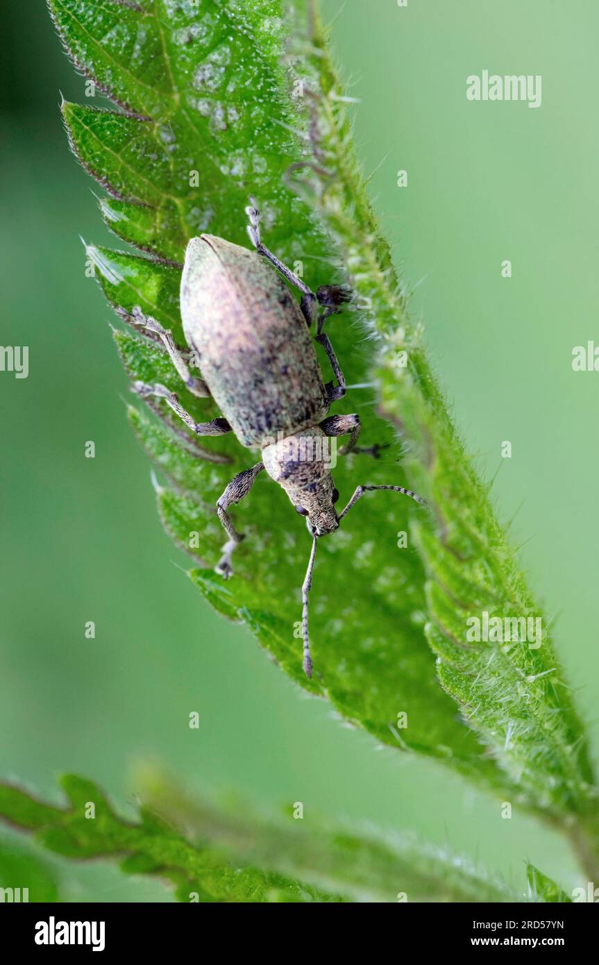 Polydrosus cervinus hi-res stock photography and images - Alamy