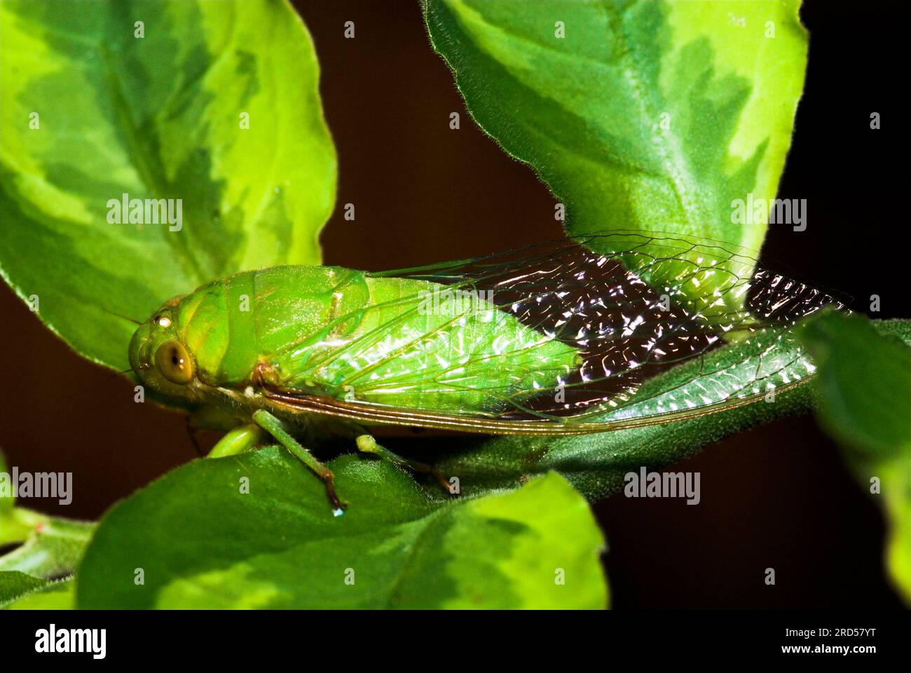 Cikada, Borneo, Indonesia Stock Photo - Alamy