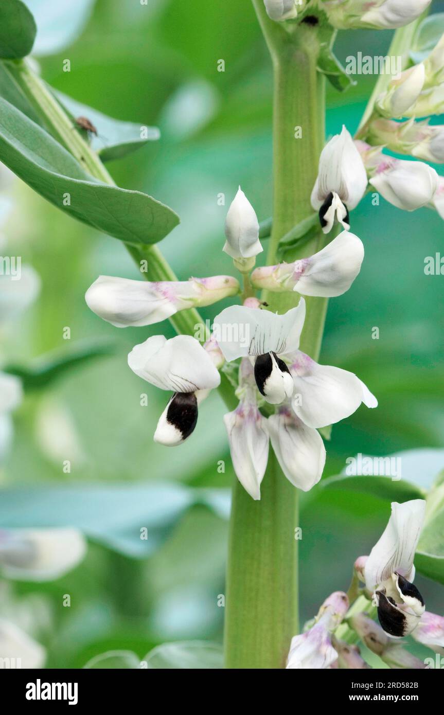Broad Bean (Vicia faba), Fava Bean, Faba Bean, Horse Bean, Field Bean ...