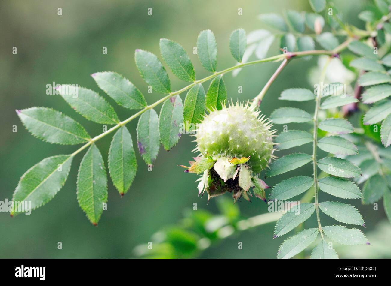 Shrub Rose, chestnut rose (Rosa roxburghii Stock Photo - Alamy