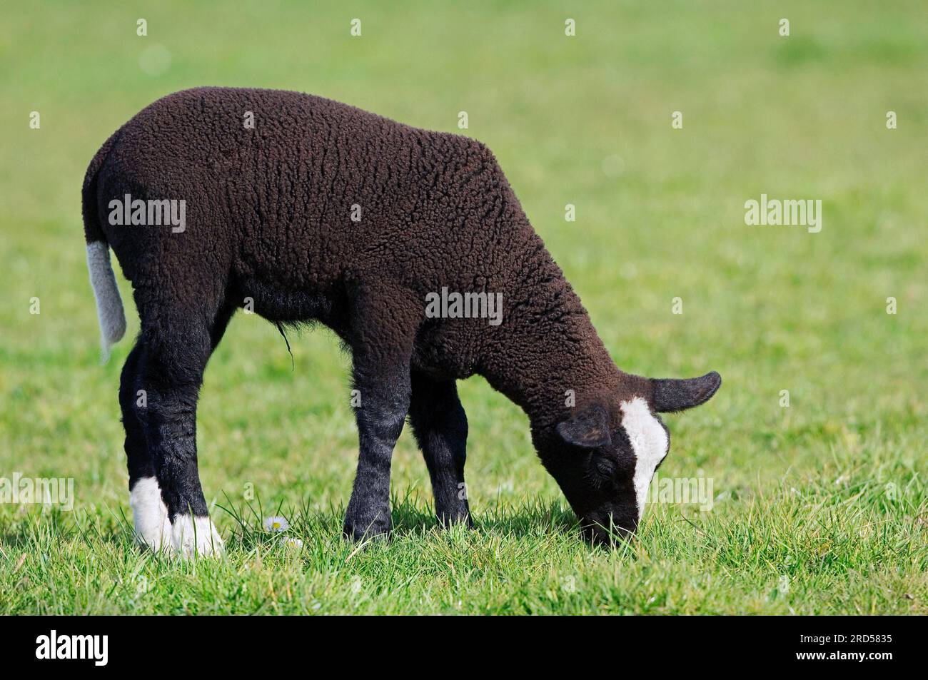 Zwartbles sheep, lamb, zwartbles, domestic sheep, sheep, sideways Stock ...