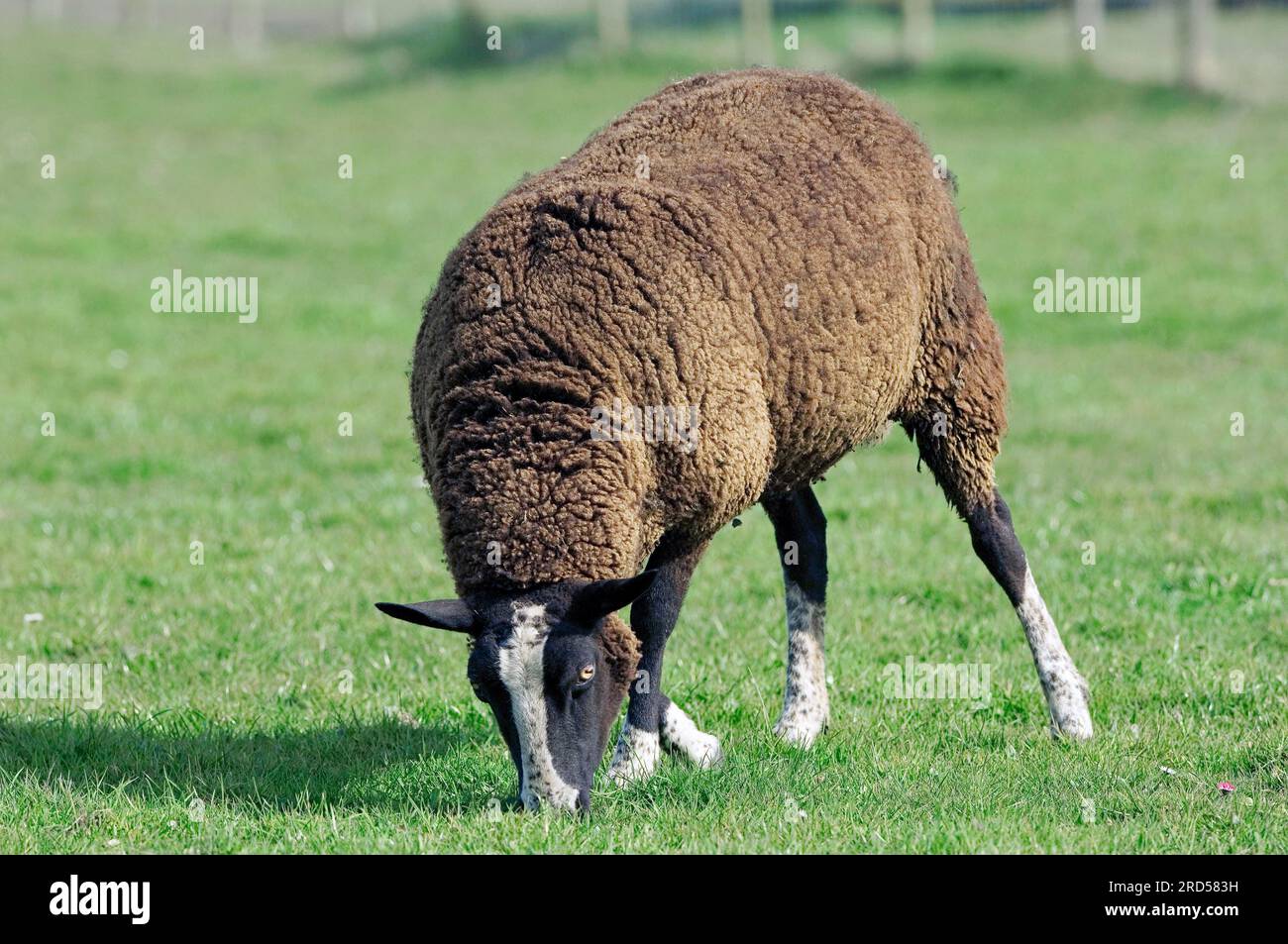 Zwartbles sheep hi-res stock photography and images - Alamy