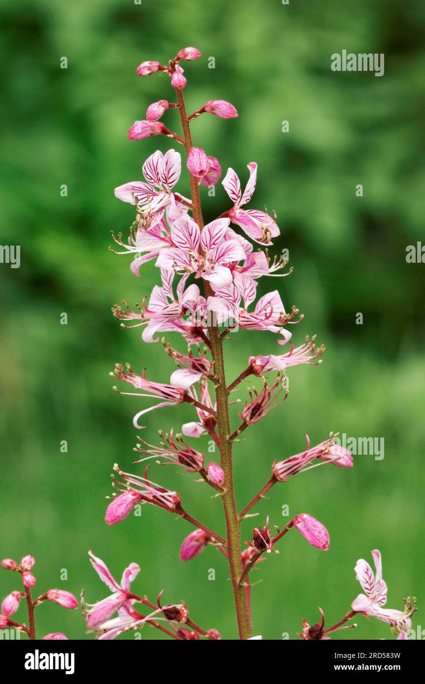 Burning Bush (Dictamnus albus Stock Photo - Alamy