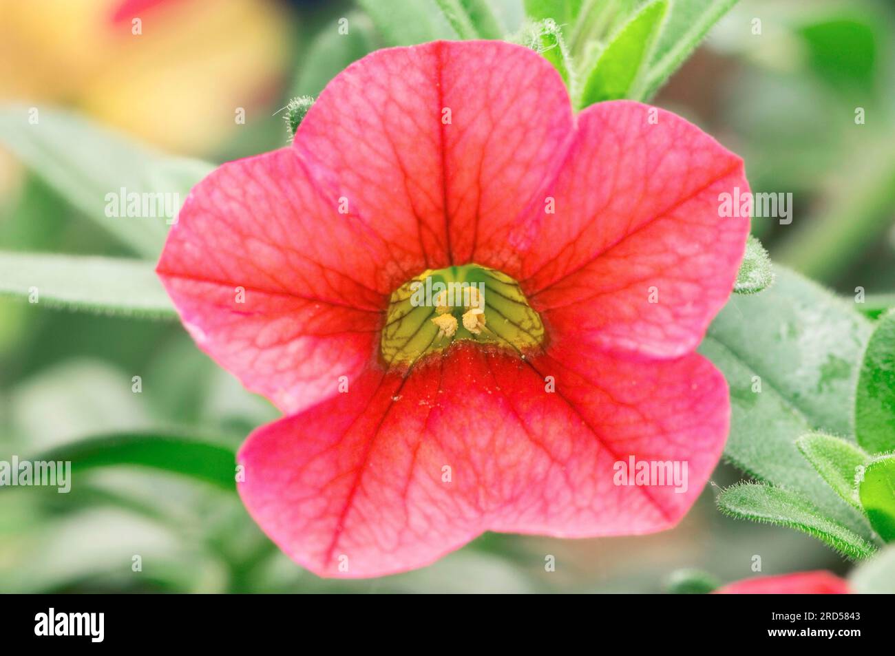 Ornamental petunia hi-res stock photography and images - Alamy