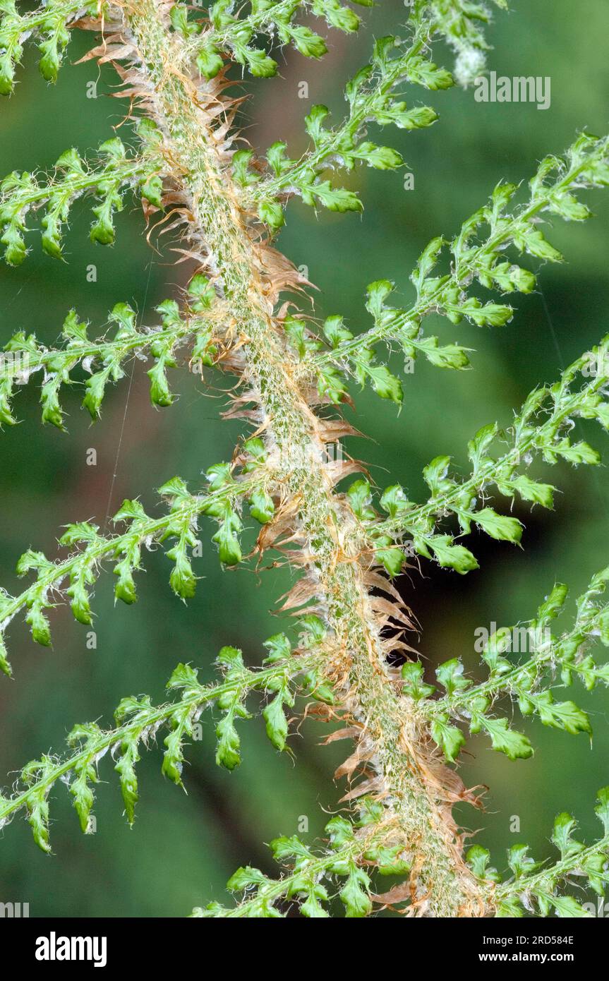 Soft soft shield fern (Polystichum setiferum Stock Photo - Alamy