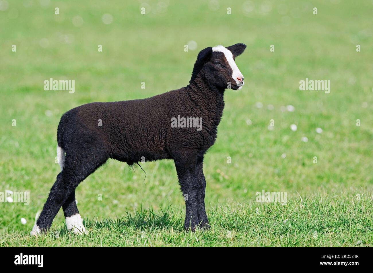 Zwartbles breed sheep hi-res stock photography and images - Alamy