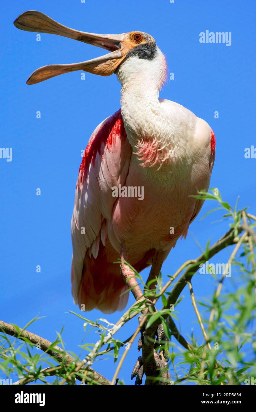 Roseate Spoonbill (Ajaia ajaja) Red Spoonbil Stock Photo - Alamy