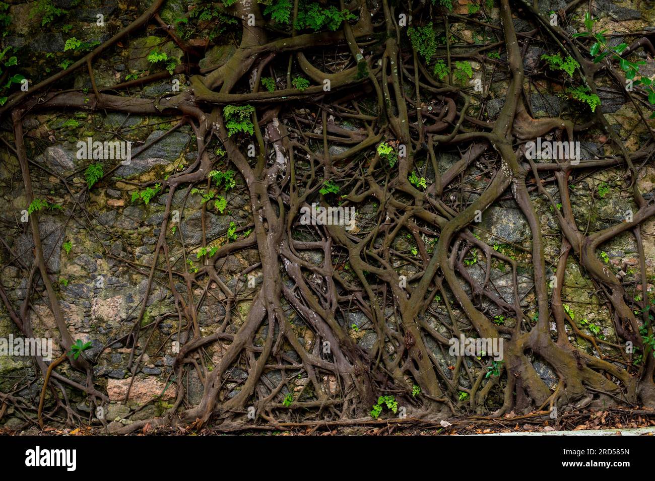 tree roots stuck in old stone wall, in nature location, front view ...