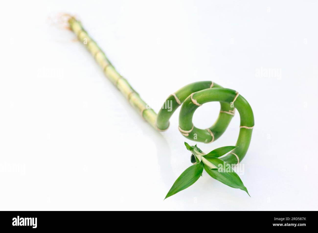 Flowering bamboo Cut Out Stock Images & Pictures - Alamy
