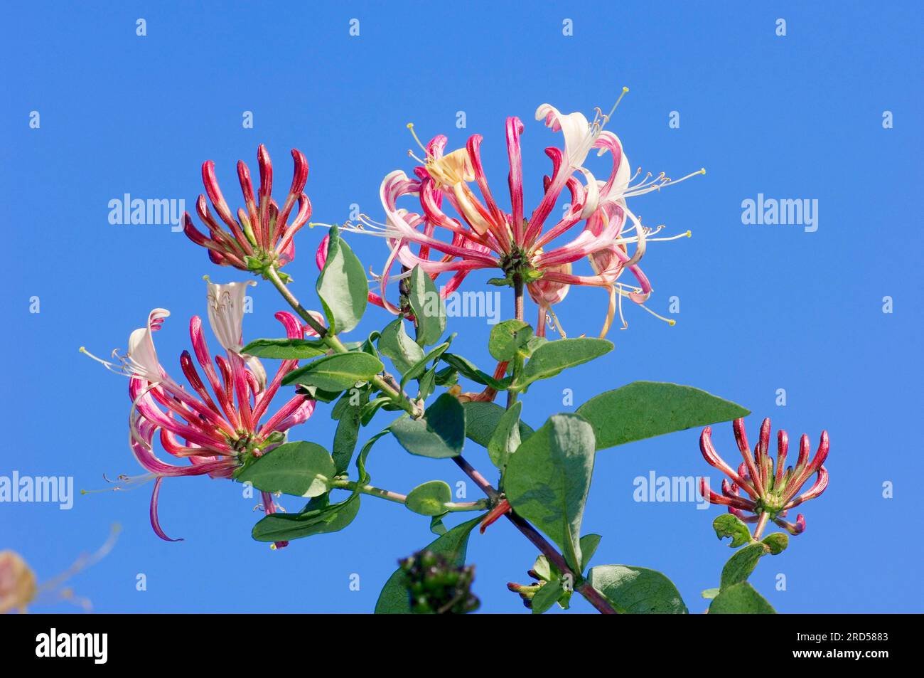 Italian Honeysuckle, North Rhine-Westphalia, Germany, Perfoliate ...
