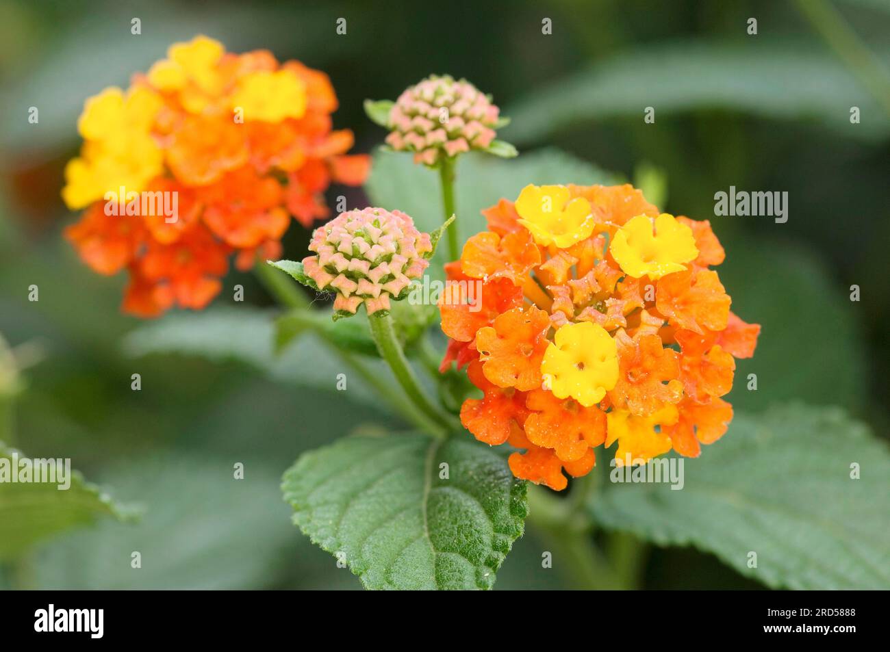 Common (Lantana camara) Lantana Stock Photo - Alamy