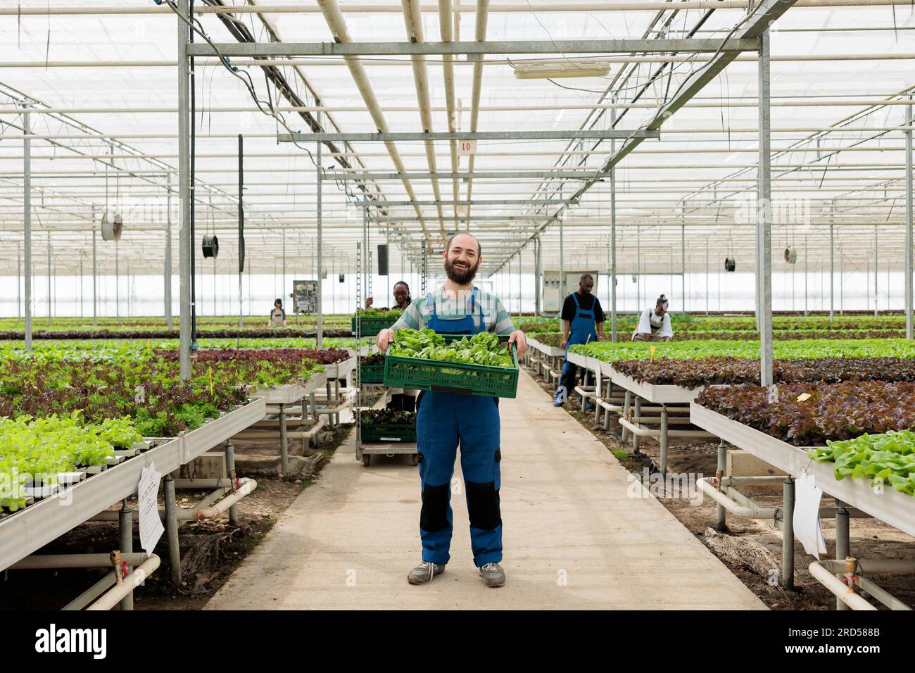 Happy farmer in busy modern entrepreneurial eco greenhouse farm used ...
