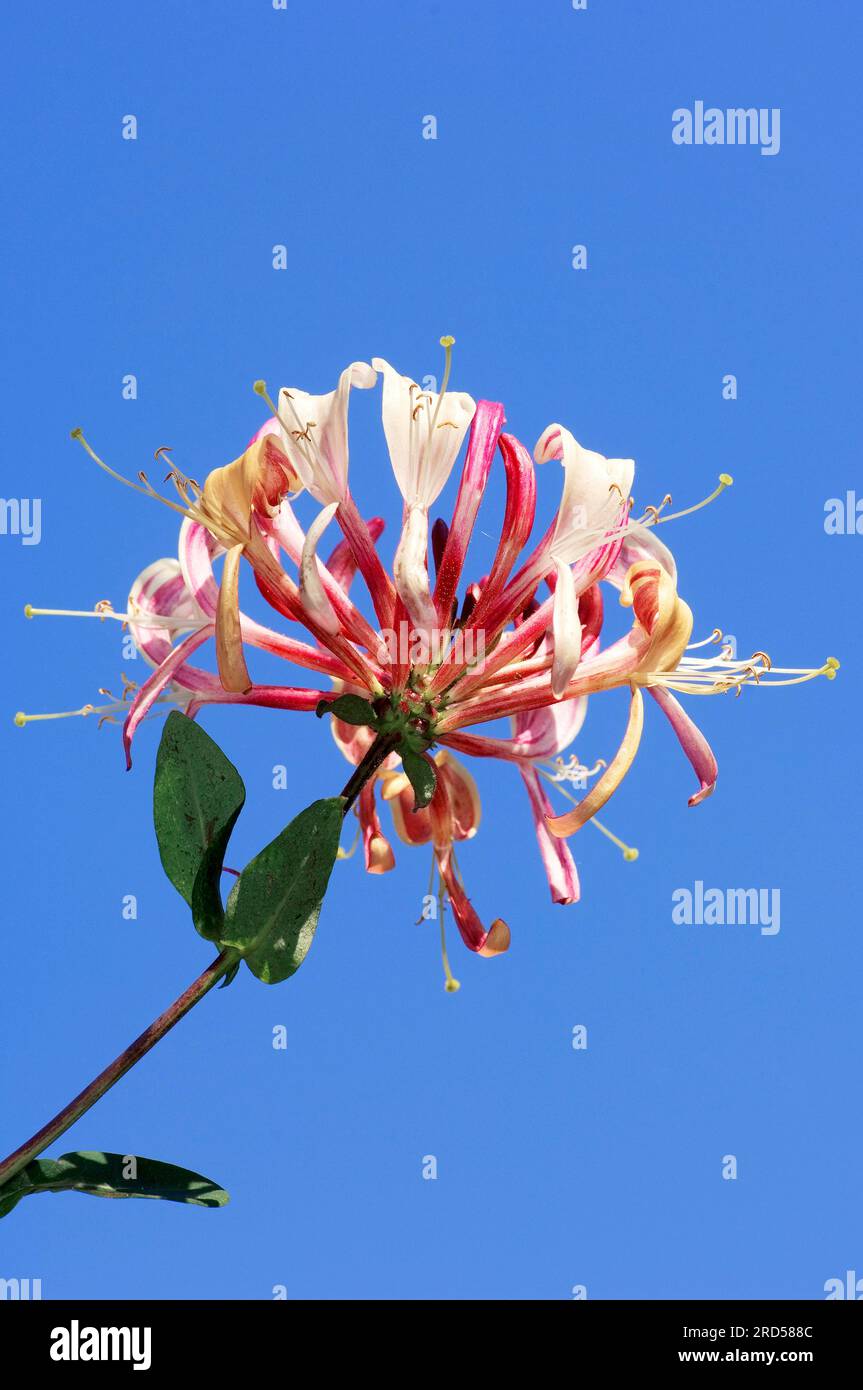 Perfoliate honeysuckle lonicera caprifolium hi-res stock photography ...