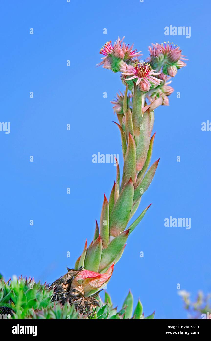 Rooftop houseleek (Sedum tectorum), Common houseleek (Sempervivum ...