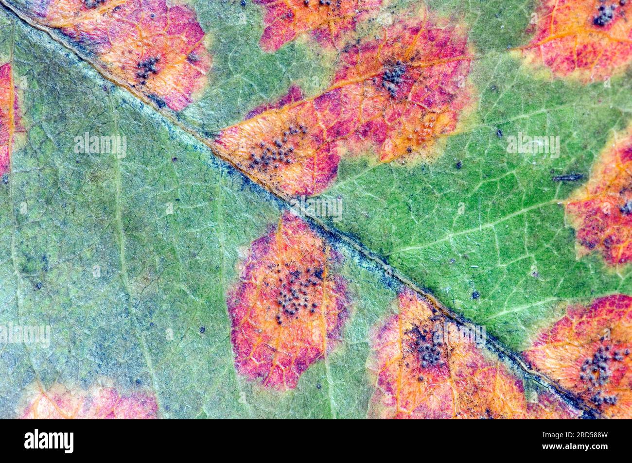 Pear lattice rust (Gymnosporangium sabinae) on pear leaf, fungal ...