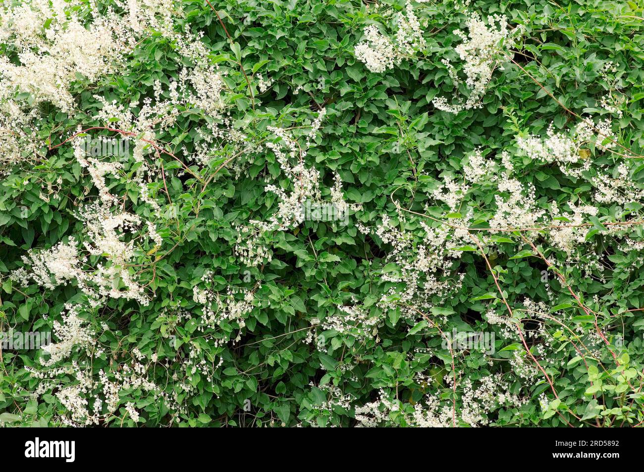 Russian russian-vine (Fallopia aubertii) (Polygonum aubertii), Chinese ...