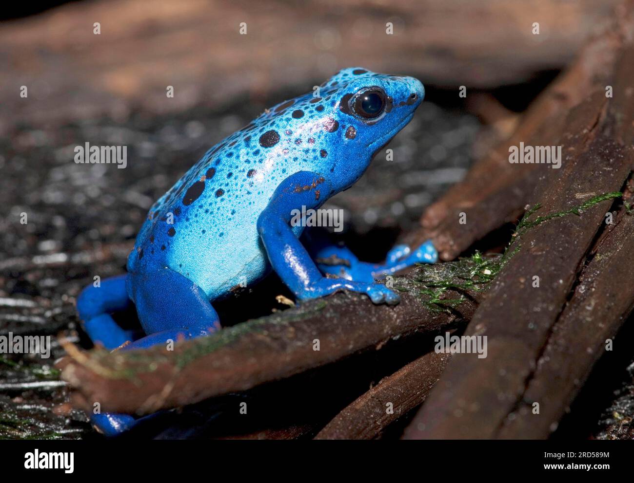 Blue Poison Arrow Frog (Dendrobates azureus), Blue Poison Dart Frog ...