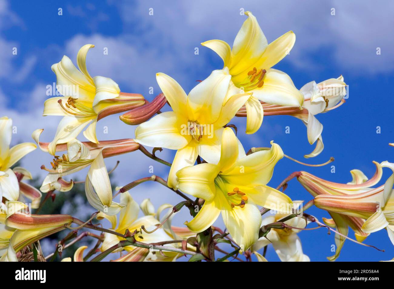 Regal Lily (Lilium regale Stock Photo - Alamy