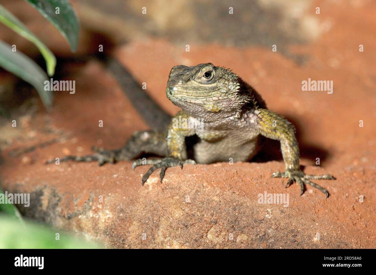 Green Spiny Lizard (Sceloporus malachiticus), female, Emerald Swift ...