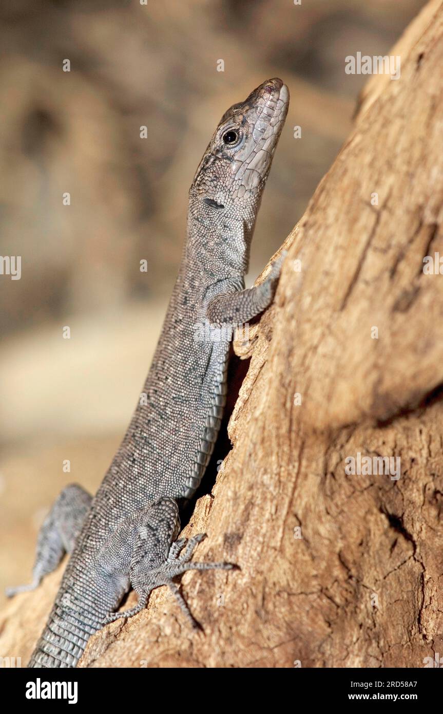 Sharp-snouted Rock Lizard (Lacerta oxycephala Stock Photo - Alamy
