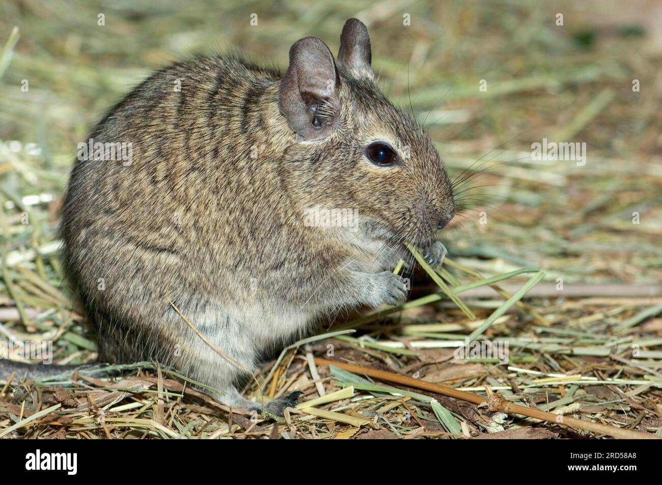Degu feeding hi-res stock photography and images - Alamy